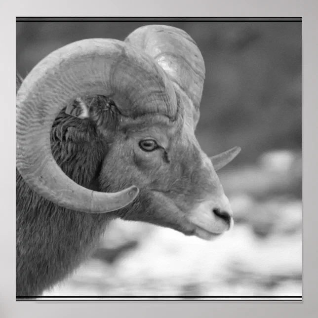 Bighorn Sheep Poster | Zazzle