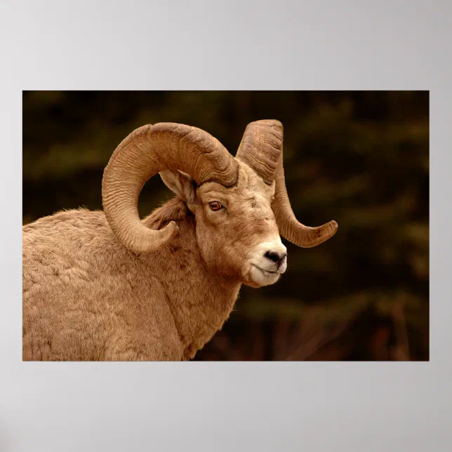 Bighorn Sheep Poster | Zazzle