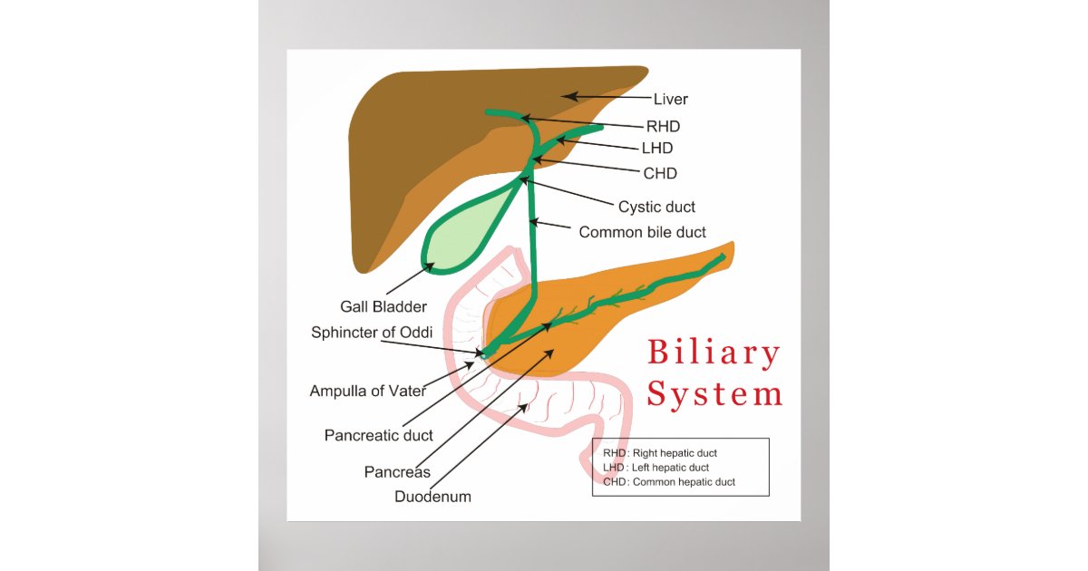 Biliary System Diagram Chart Bile Duct | Zazzle