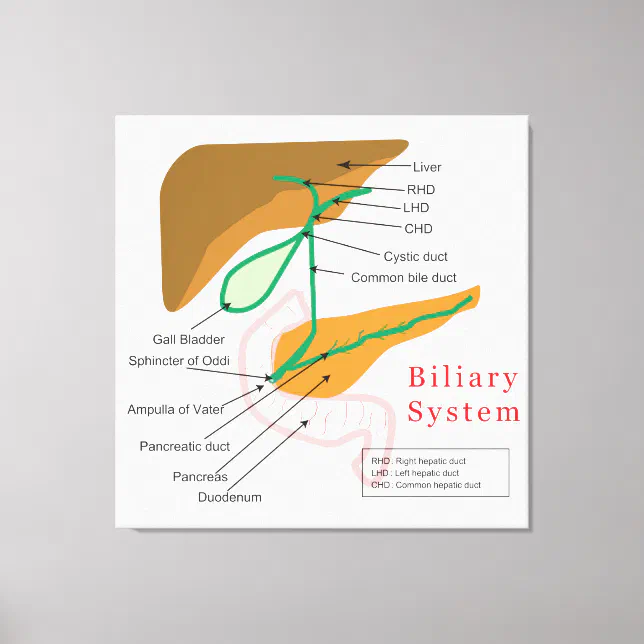 Biliary System Diagram Chart Bile Duct Canvas Print | Zazzle