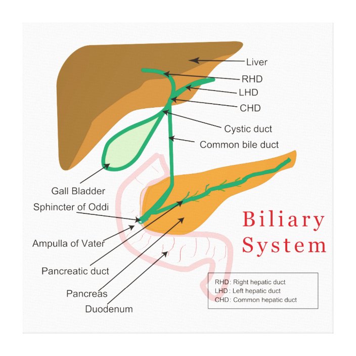 Biliary System Diagram Chart Bile Duct Canvas Print | Zazzle.com
