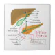 Biliary System Diagram Chart Bile Duct Ceramic Tile | Zazzle