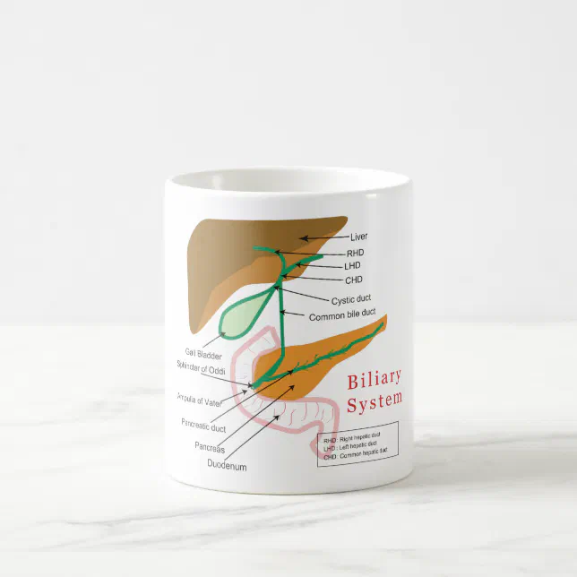 Biliary System Diagram Chart Bile Duct Coffee Mug | Zazzle