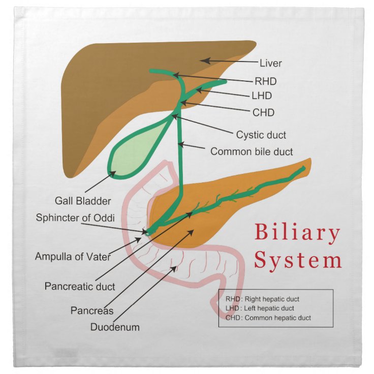 Biliary System Diagram Chart Bile Duct Napkin | Zazzle
