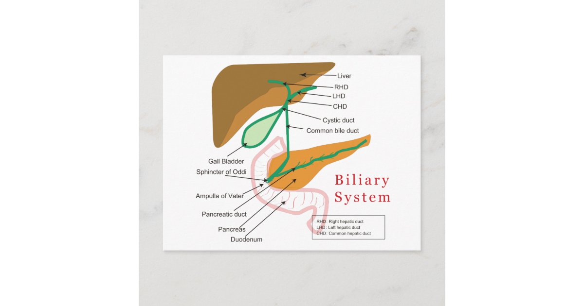 Biliary System Diagram Chart Bile Duct Postcard | Zazzle