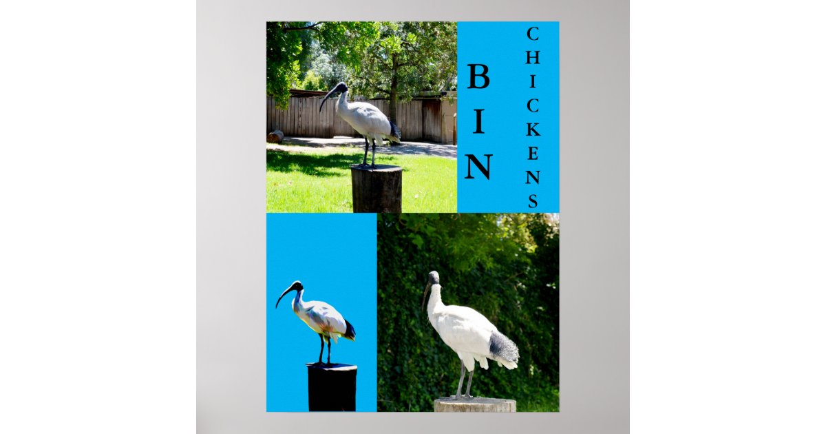 Bin Chickens (Ibis) Poster | Zazzle