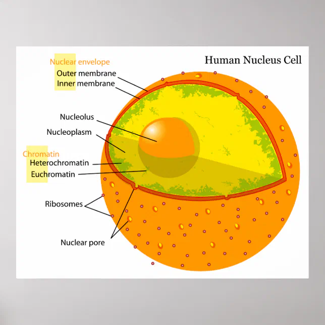 Biological Diagram of a Human Cell Nucleus Poster | Zazzle