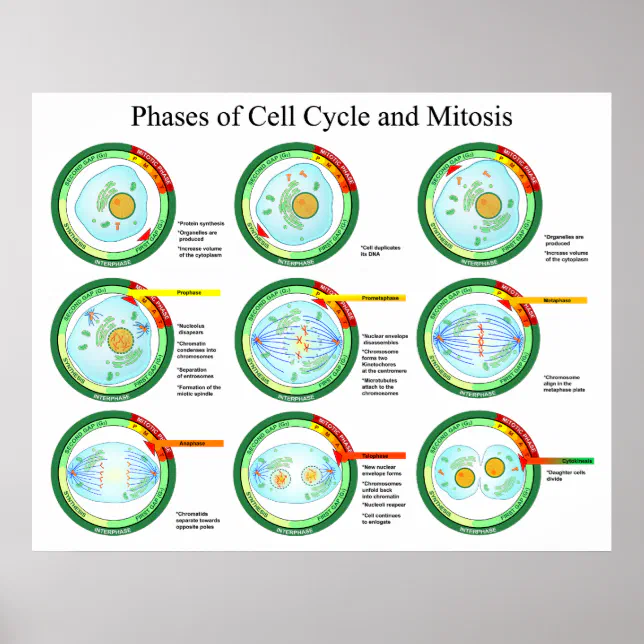 Biological Phases of Cell Cycle and Mitosis Chart | Zazzle