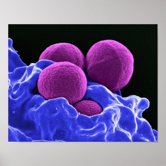 biology microbiology abstract art bacteria poster | Zazzle.com