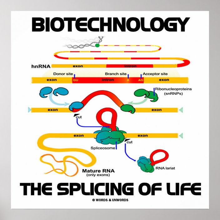 Biotechnology The Splicing Of Life (Mature RNA) Poster | Zazzle.com