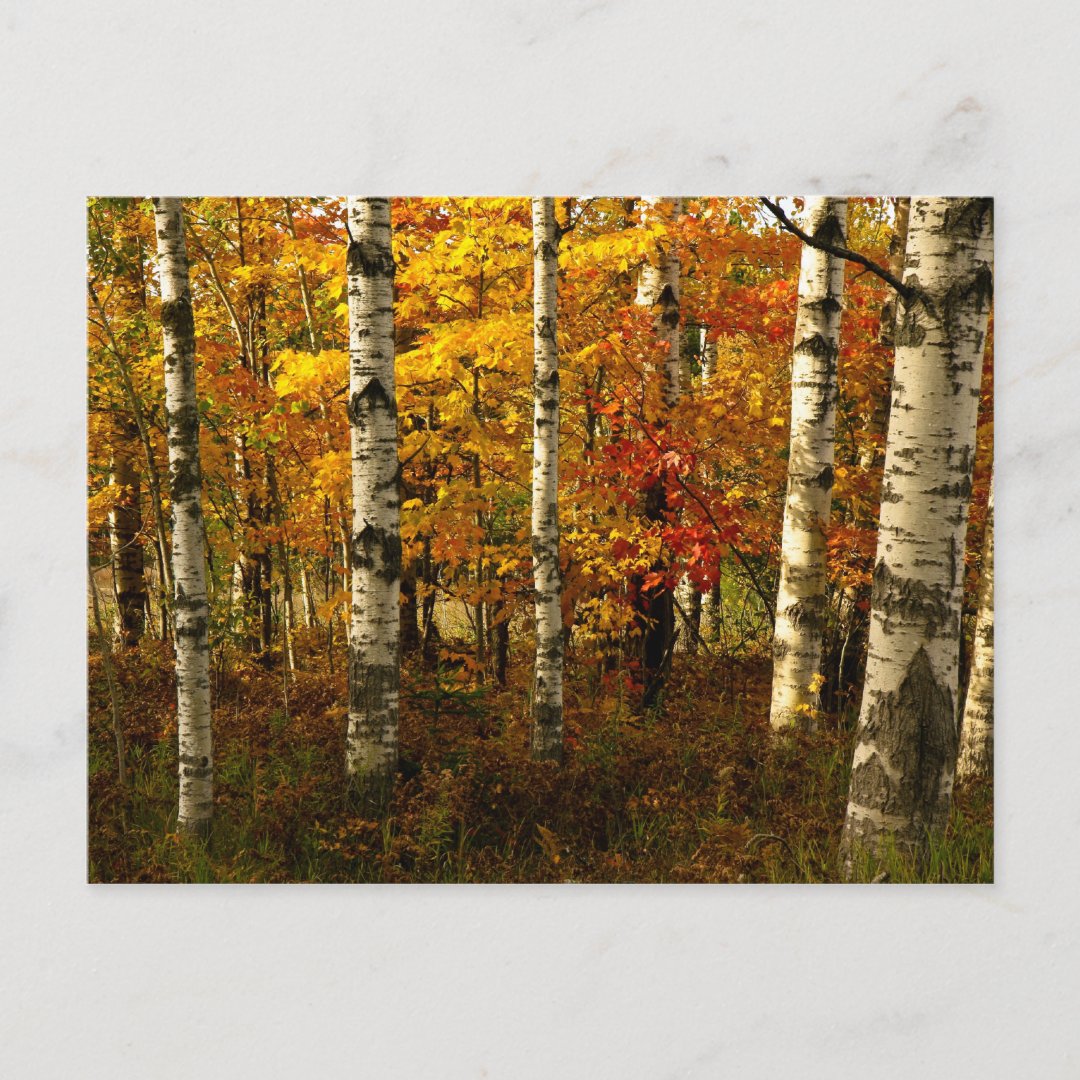 Birch Forest Postcard | Zazzle