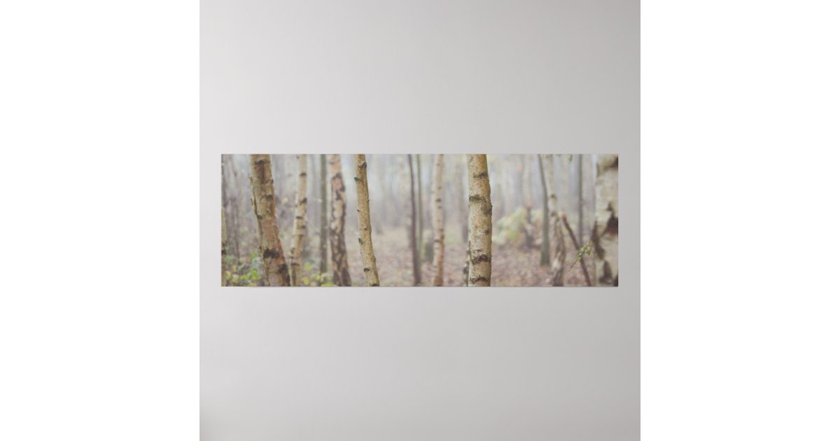 BIRCH POSTER | Zazzle