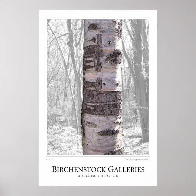 Birch Tree Poster | Zazzle