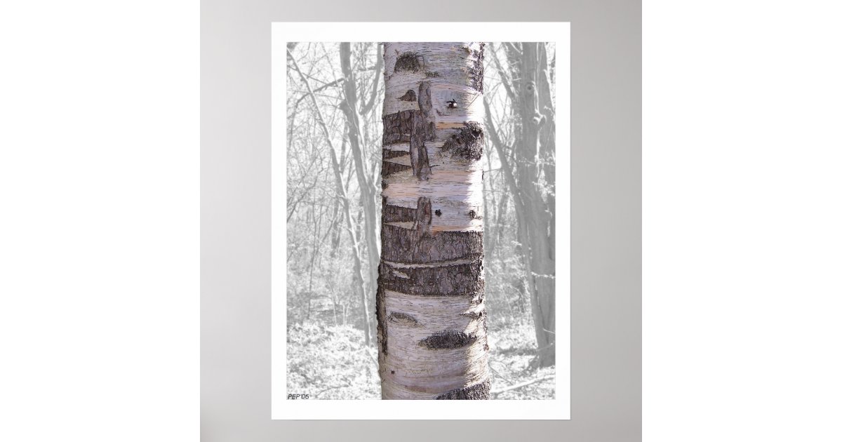 Birch Tree Poster | Zazzle