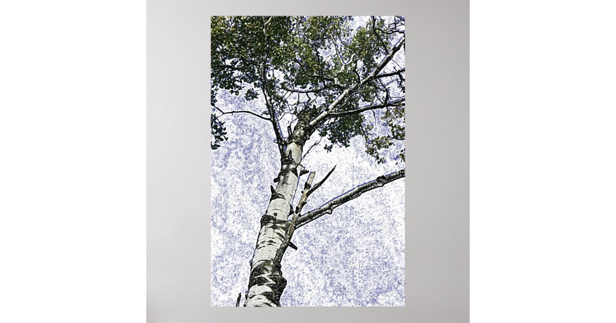 Birch tree poster | Zazzle