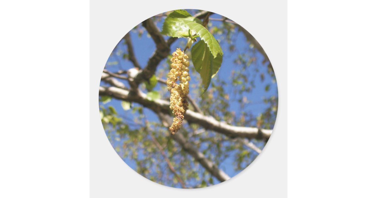 Birch Tree Seed Pods Stickers Zazzle