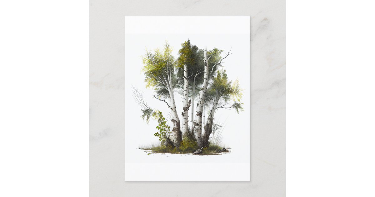 Birch Trees, The Birches Northern Ireland Postcard | Zazzle