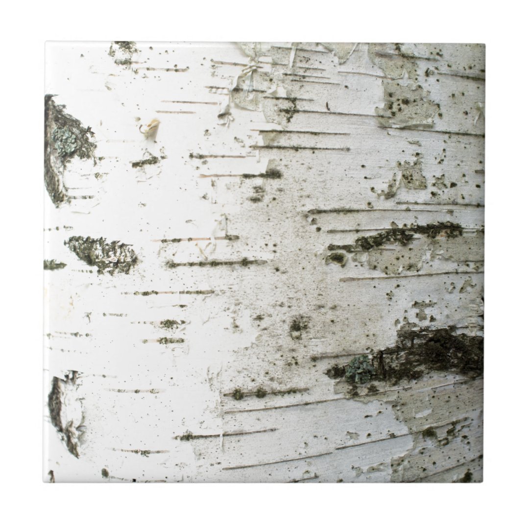 Birch trunk tile | Zazzle