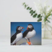 bird a pair of puffins postcard | Zazzle