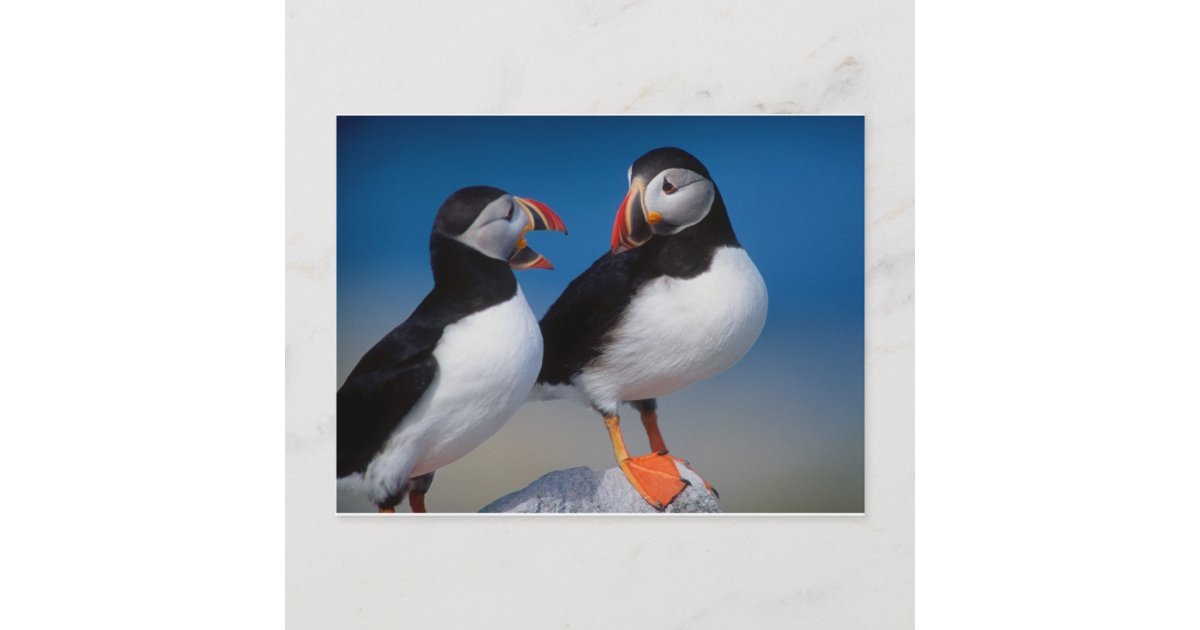 bird a pair of puffins postcard | Zazzle