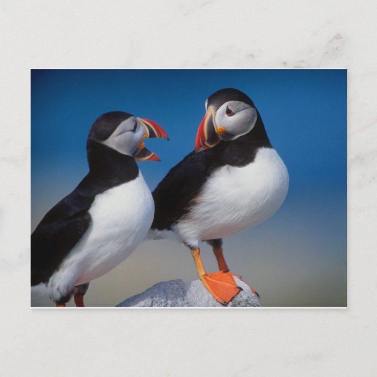 bird a pair of puffins postcard | Zazzle