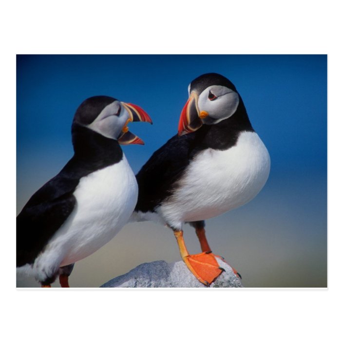 bird a pair of puffins postcard | Zazzle.com