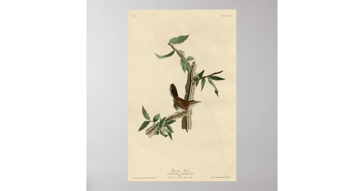 Bird, America, Bewick Wren, Audubon, Vintage Poster | Zazzle