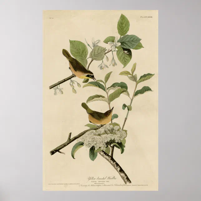 Bird, America, Yellow Breasted Warbler, Audubon Poster | Zazzle