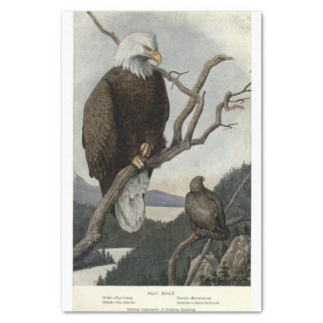 Bird Bald Eagle Ephemera Decoupage Tissue Paper | Zazzle
