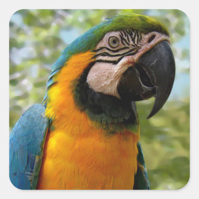 Bird: Blue and Gold Parrot sticker | Zazzle
