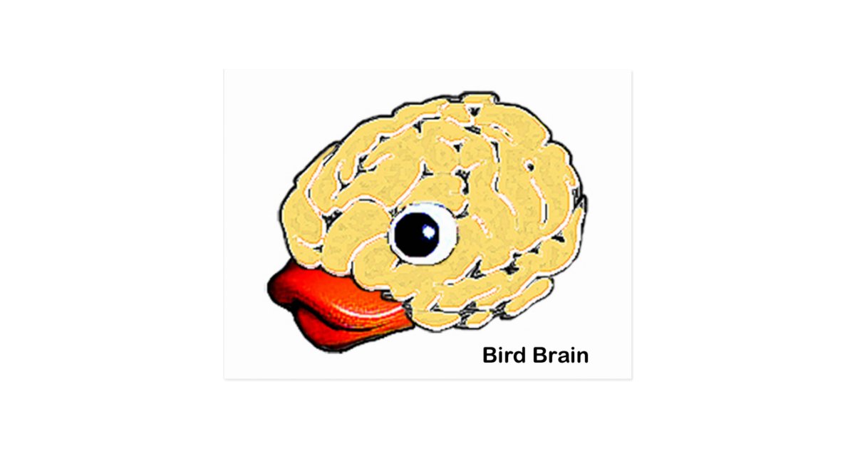 Bird Brain Postcard | Zazzle.com