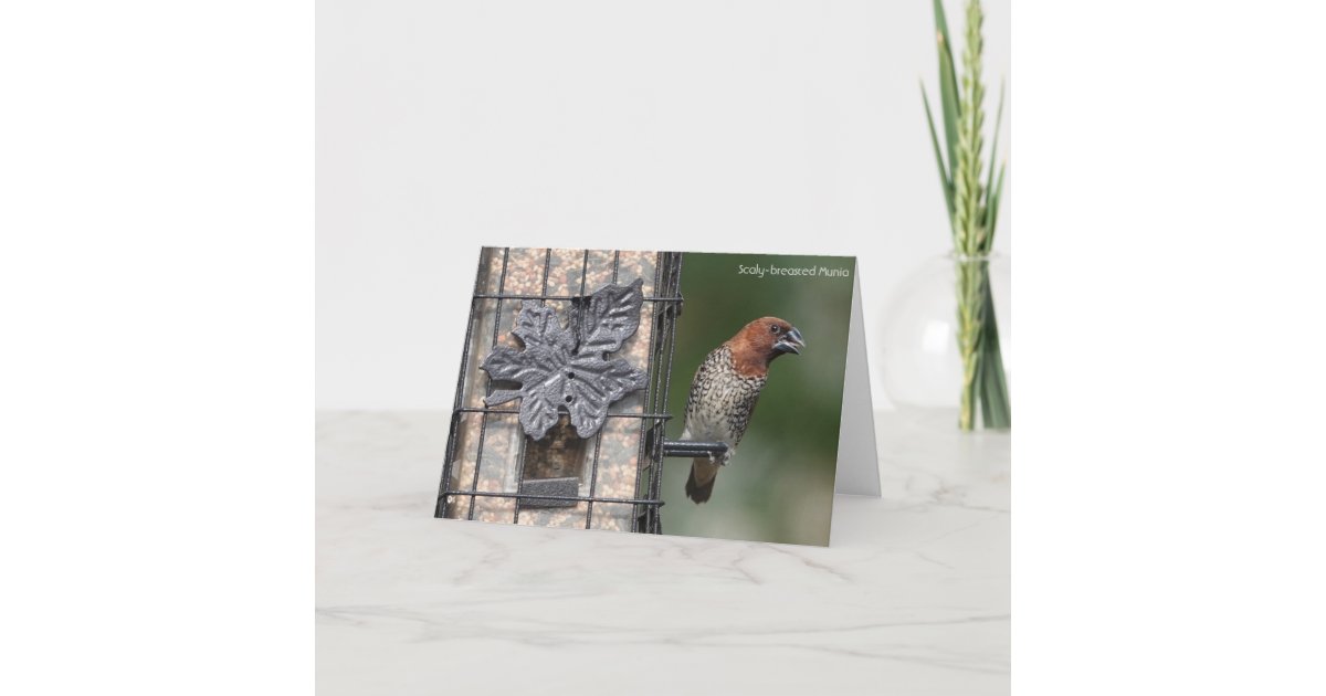 Bird Collection: Spice Finch (blank notes) Card | Zazzle
