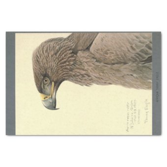 Bird Ephemera Decoupage Brown Eagle Tissue Paper | Zazzle