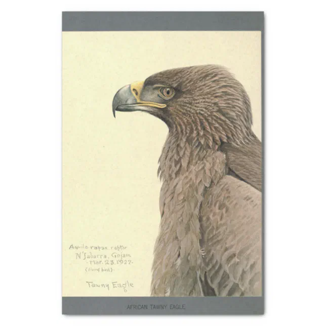 Bird Ephemera Decoupage Brown Eagle Tissue Paper | Zazzle