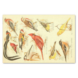 Bird Ephemera Decoupage Cardinal Tissue Paper | Zazzle