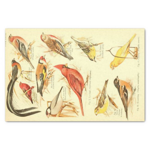 Bird Ephemera Decoupage Cardinal Tissue Paper | Zazzle