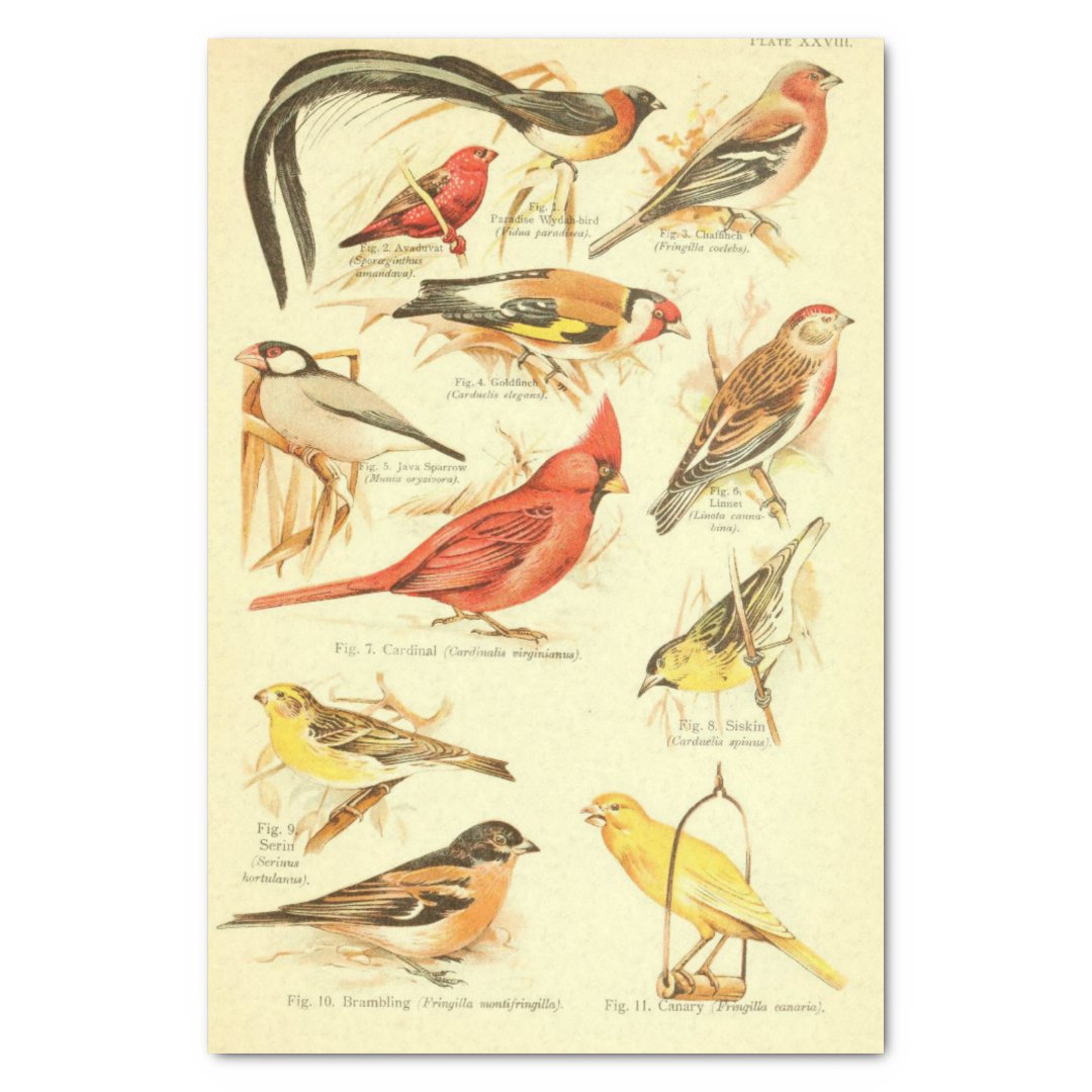 Bird Ephemera Decoupage Cardinal Tissue Paper | Zazzle