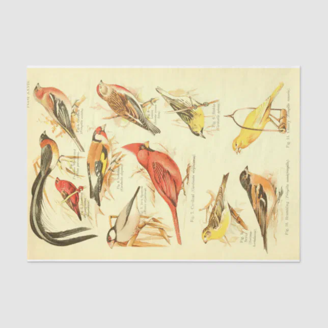 Bird Ephemera Decoupage Cardinal Tissue Paper | Zazzle