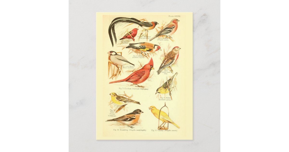 Bird Ephemera Decoupage Cardinal Vintage Art Postcard | Zazzle