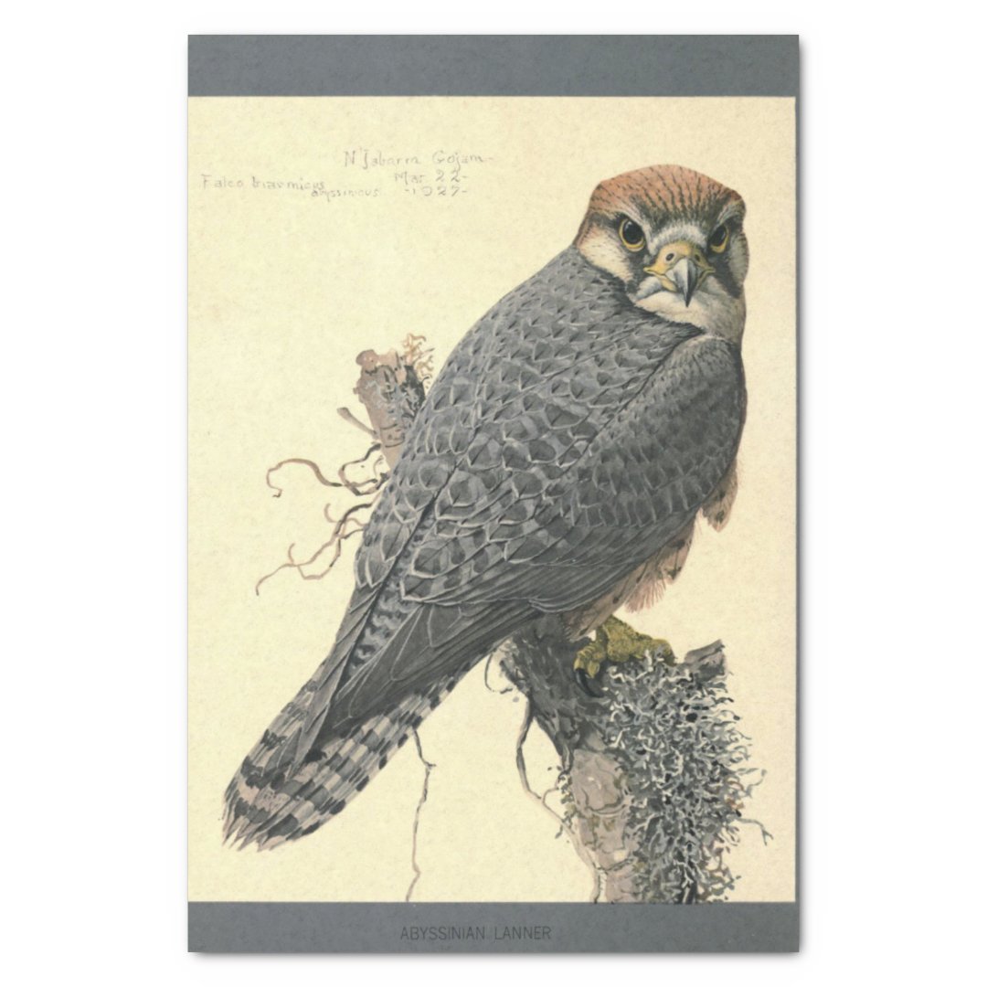 Bird Ephemera Decoupage Falcon Tissue Paper | Zazzle