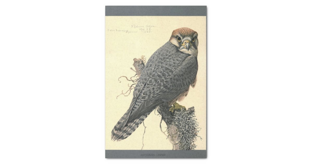 Bird Ephemera Decoupage Falcon Tissue Paper | Zazzle