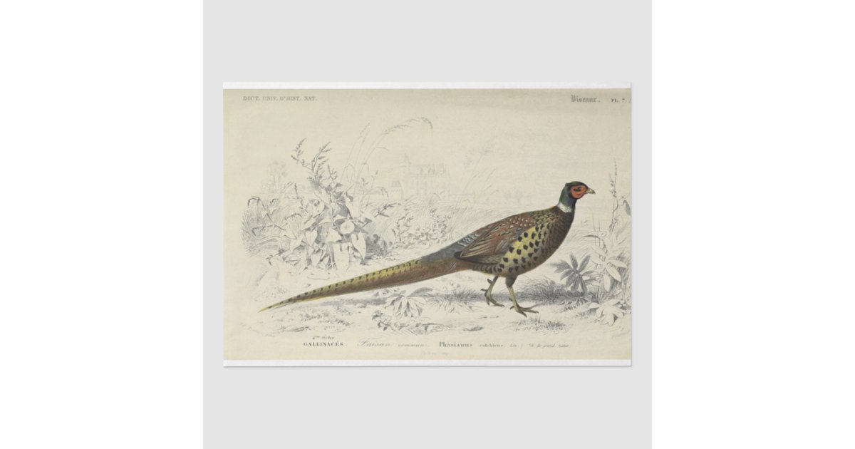 Bird Ephemera Decoupage French Pheasant Tissue Paper | Zazzle