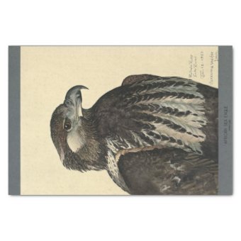 Bird Ephemera Decoupage Sea Eagle Tissue Paper | Zazzle