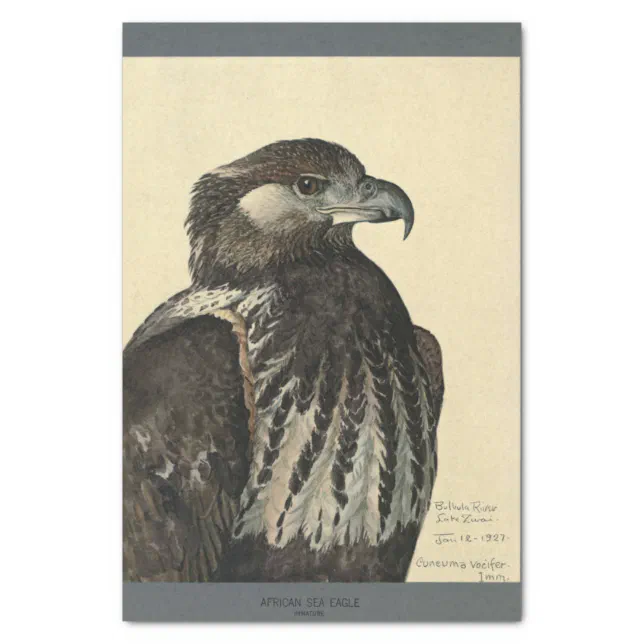 Bird Ephemera Decoupage Sea Eagle Tissue Paper | Zazzle