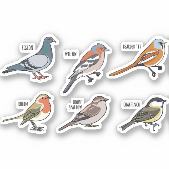 BIRD ILLUSTRATION DESIGN SET STICKER | Zazzle.com