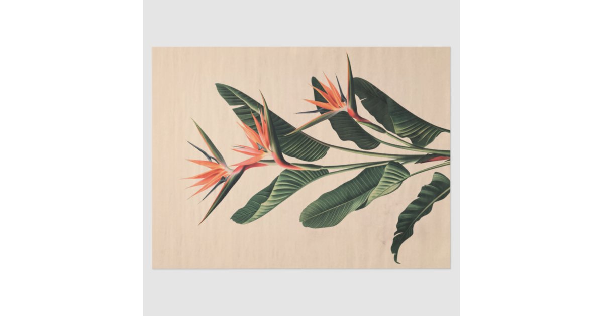 Bird of Paradise Botanical Art Decoupage Tissue Paper | Zazzle
