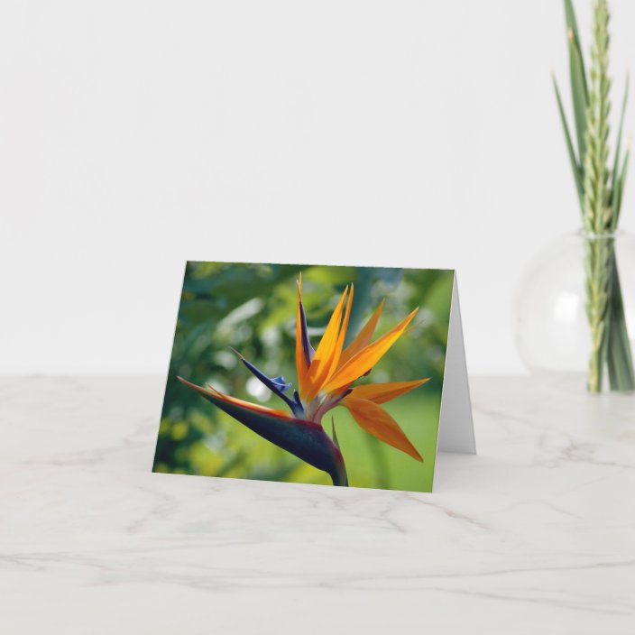 Bird Of Paradise Note Card | Zazzle.com
