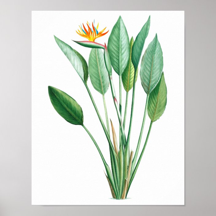 Bird-of-Paradise print #4 Tropical decor | Zazzle.com