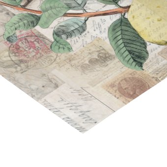 Bird on Branch Vintage Italian Rome Tissue Paper | Zazzle