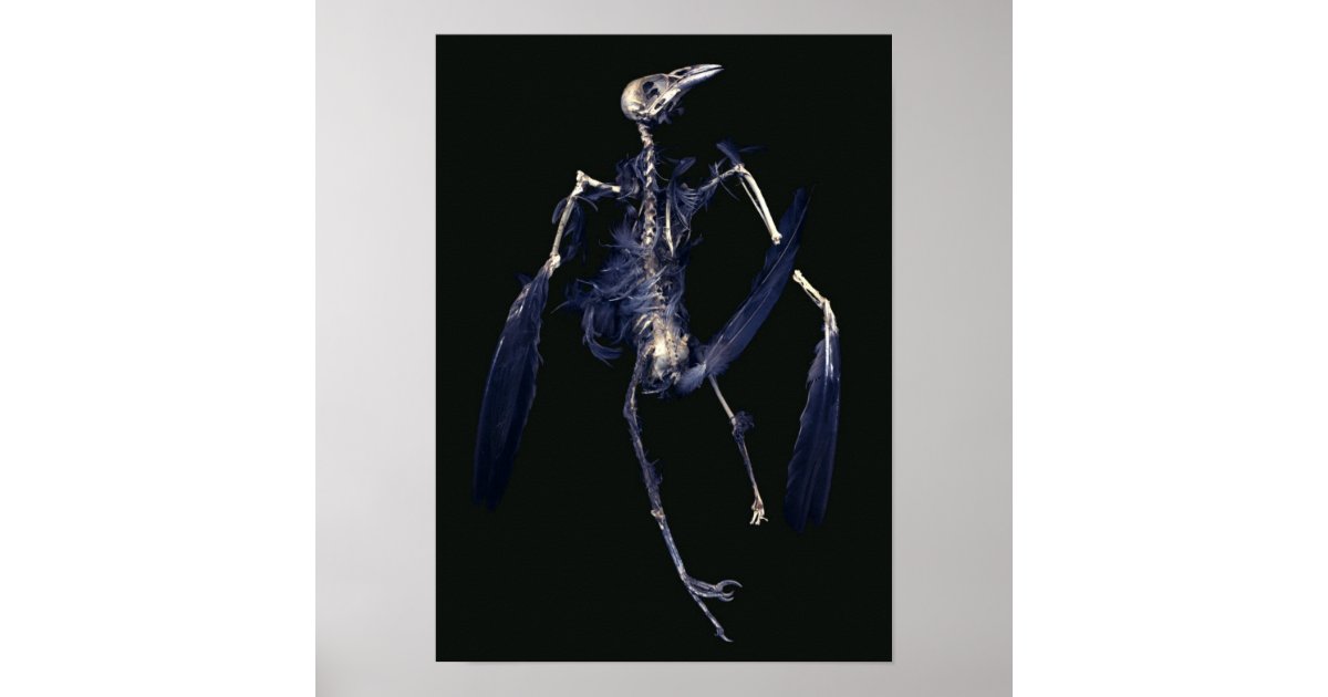 Bird Skeleton Poster | Zazzle